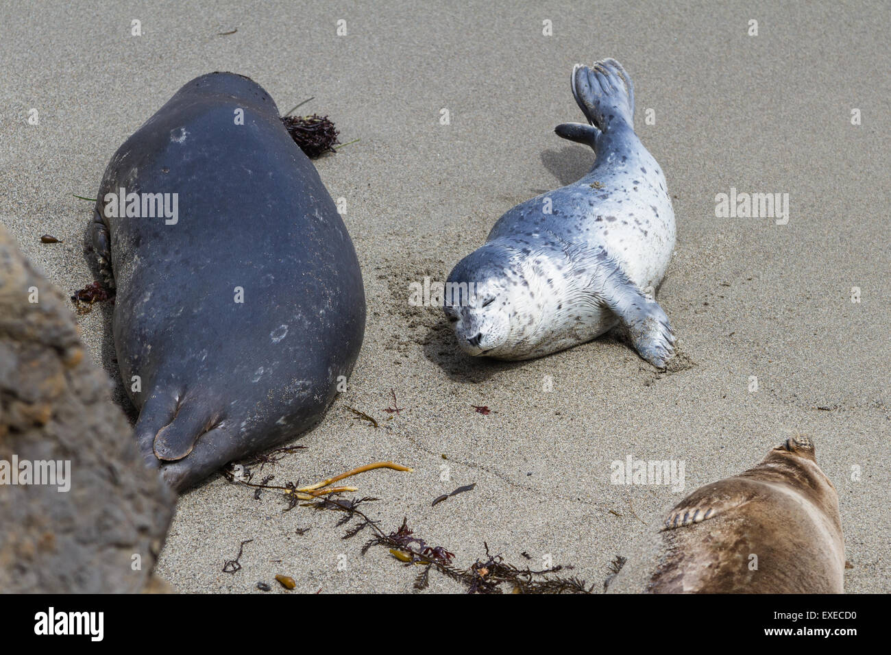 two day old baby seal playing in the sand next to his mother Stock ...