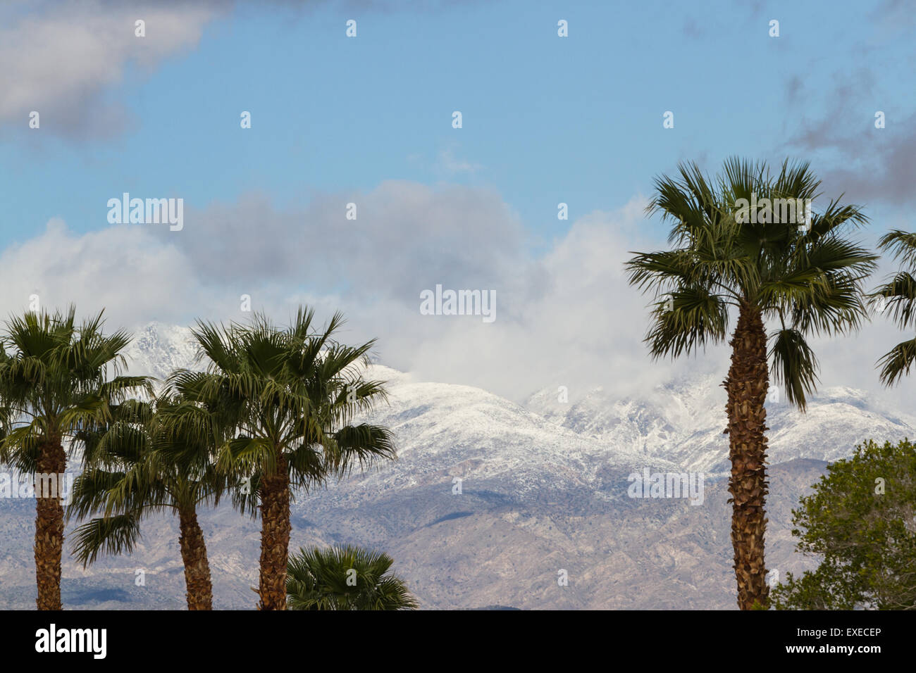 Snow on palm trees in hi-res stock photography and images - Alamy