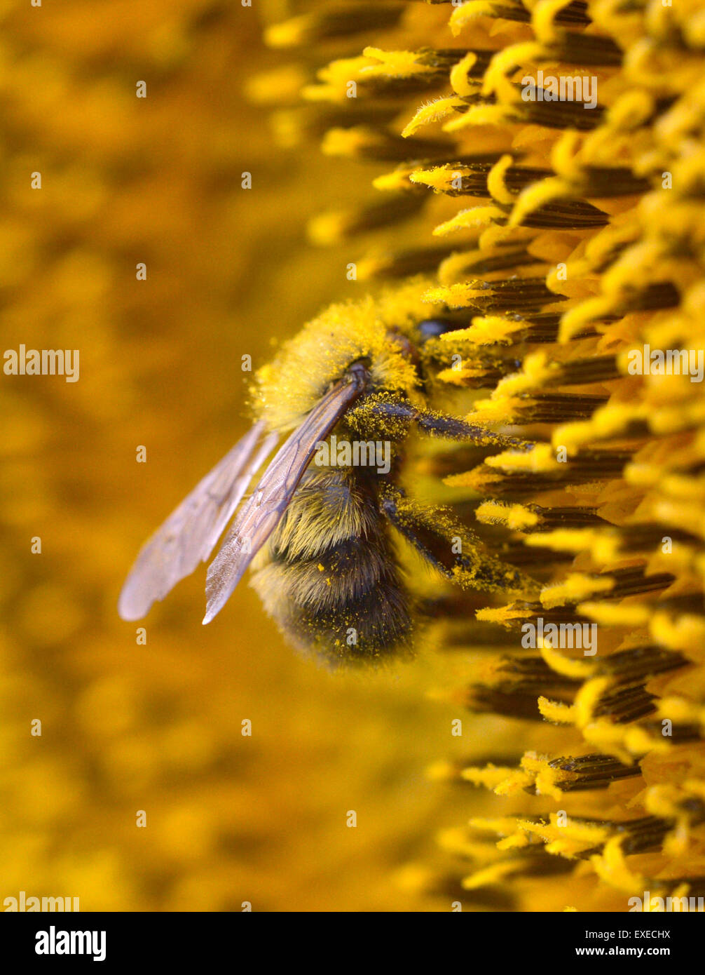 Pollen and covered hi-res stock photography and images - Alamy