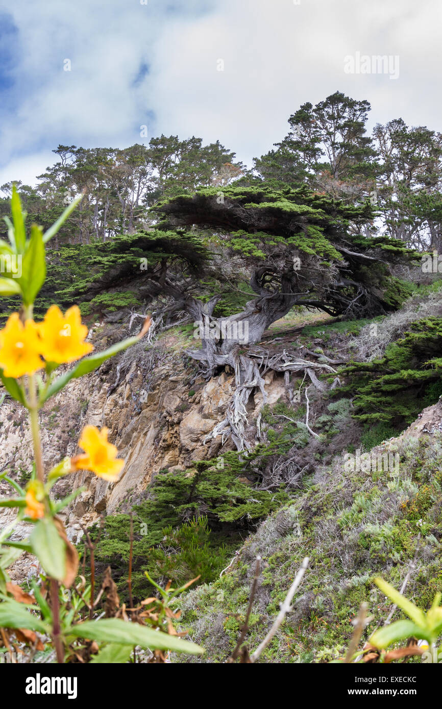 Big cyprus preserve hi-res stock photography and images - Alamy