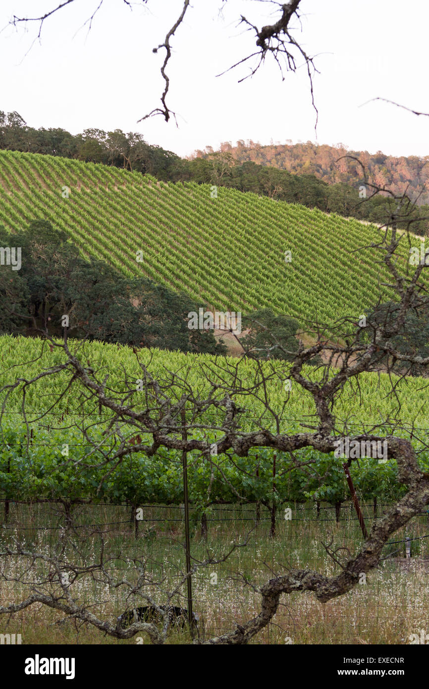 Healthy grape vines hi-res stock photography and images - Alamy