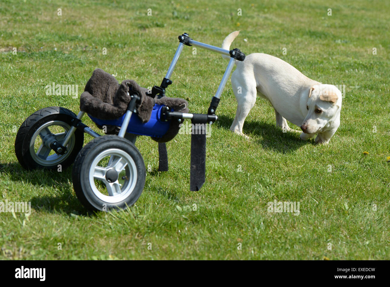 Riedshausen, Germany. 23rd Apr, 2015. Handicapped mixed-breed dog Luisa ...