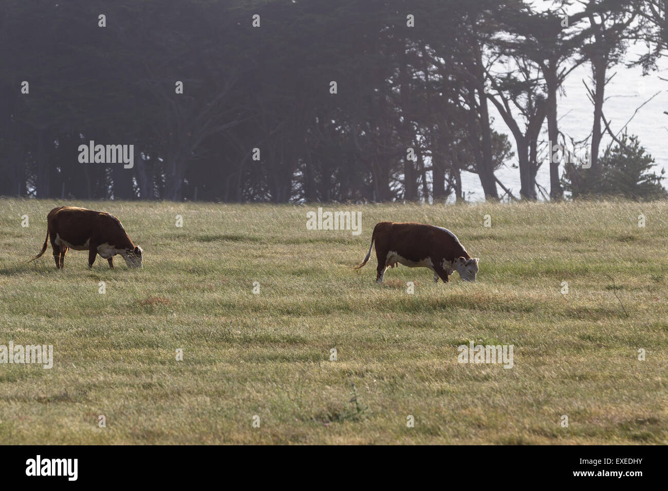 Healthy cows hi-res stock photography and images - Alamy