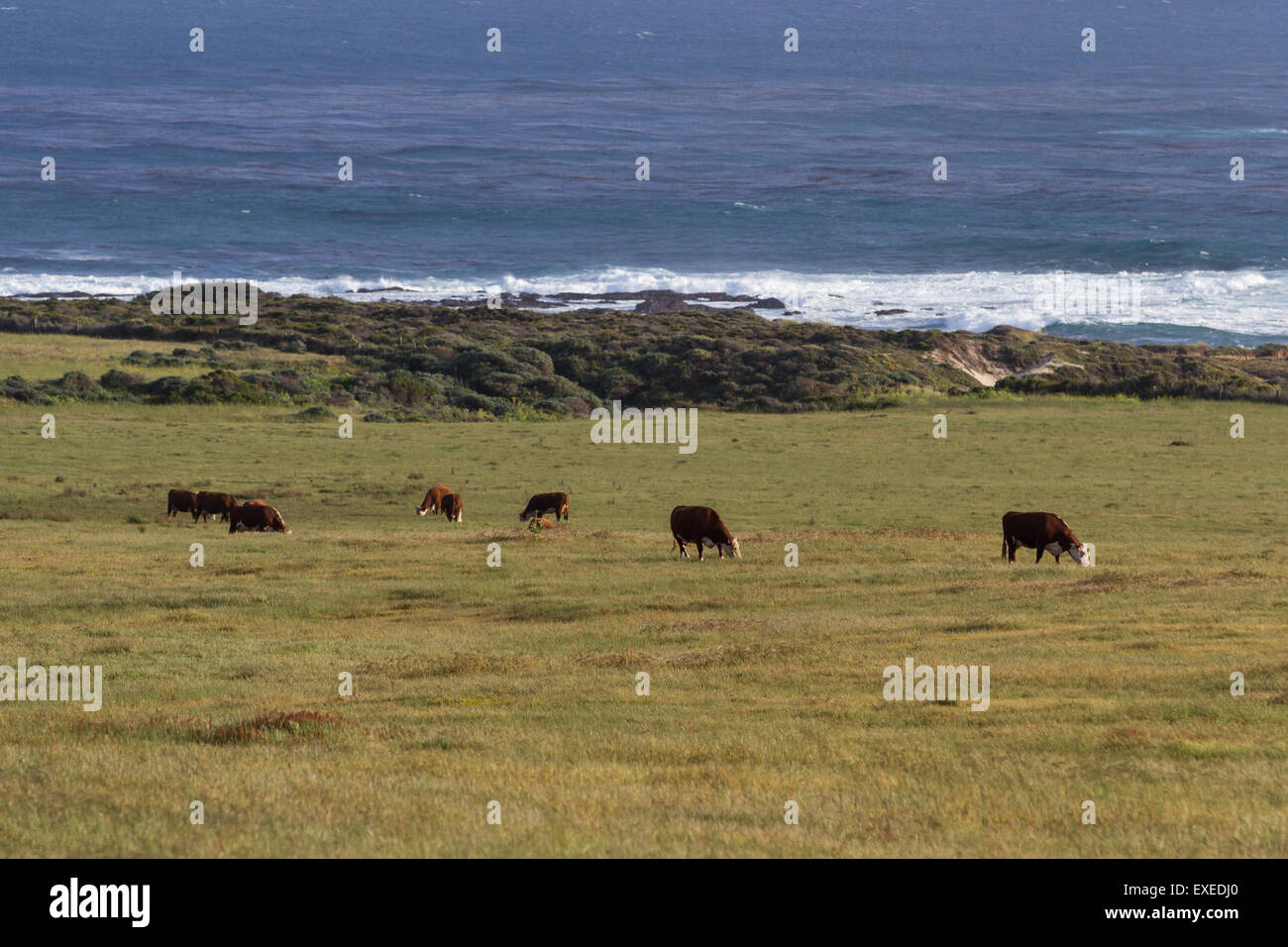 healthy cows roaming on open grass lands on the California coast Stock ...