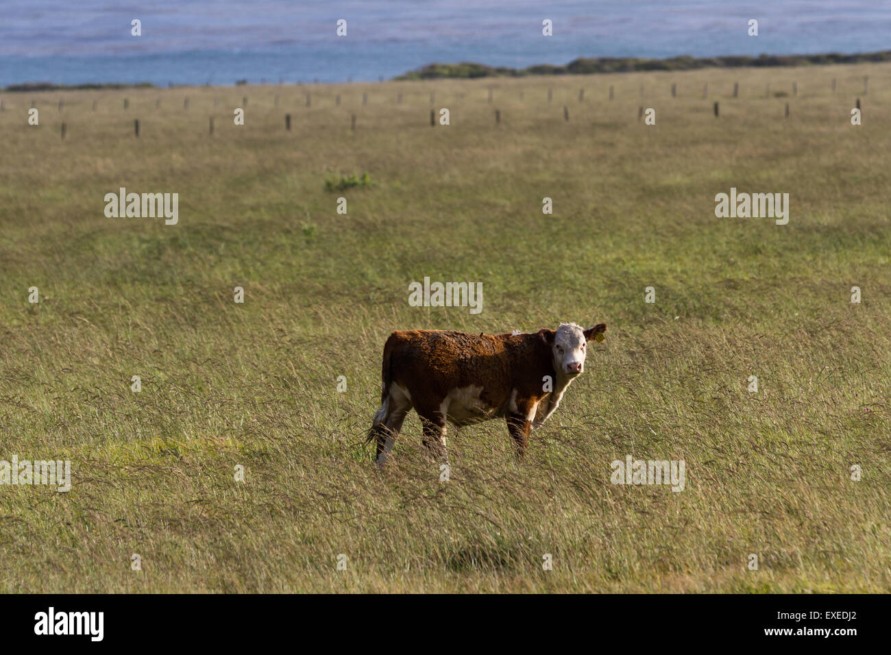 Healthy calf hi-res stock photography and images - Alamy