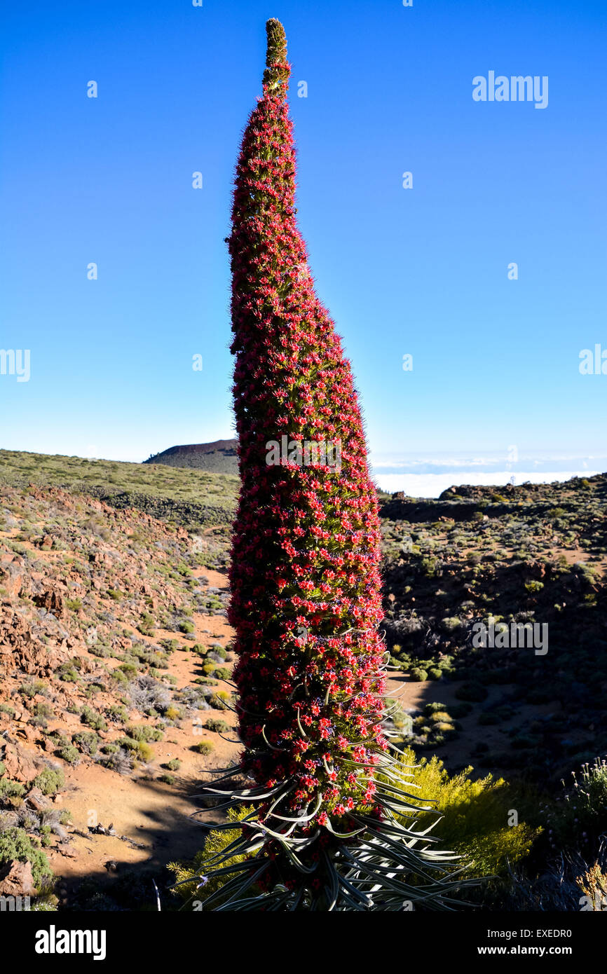 Tajinaste Flower of Tenerife Island Stock Photo - Alamy