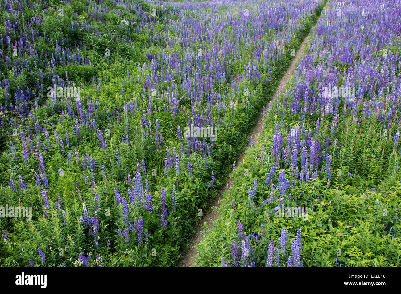 Narrow field of view hi-res stock photography and images - Alamy
