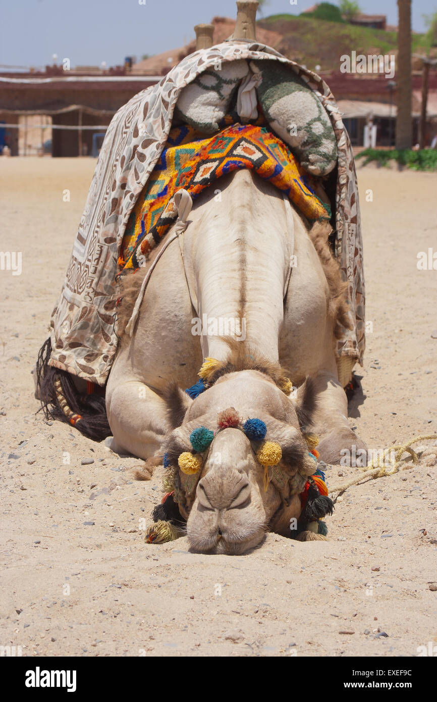Camel sleeping hi-res stock photography and images - Alamy