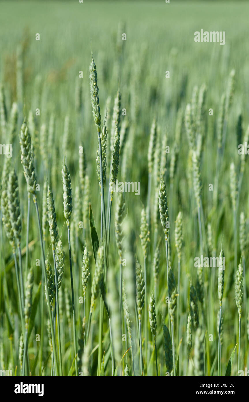 Green wheat field vertical view background Stock Photo - Alamy