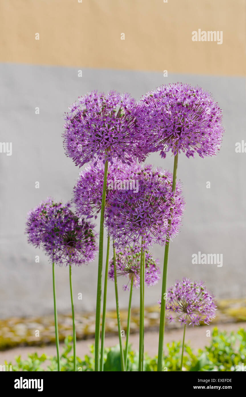 Giant onion flowers hi-res stock photography and images - Alamy