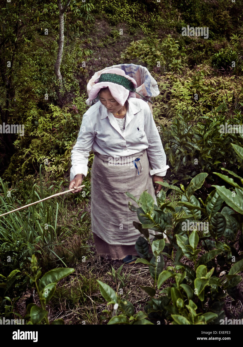 West bengal darjeeling happy valley woman hi-res stock photography and ...