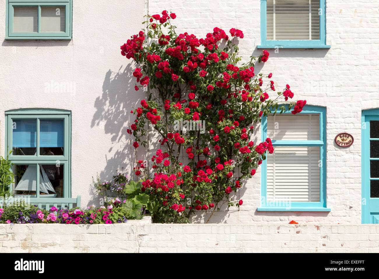 Cottage rose hi-res stock photography and images - Alamy