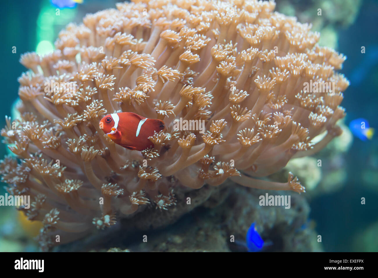 Coral play hi-res stock photography and images - Alamy