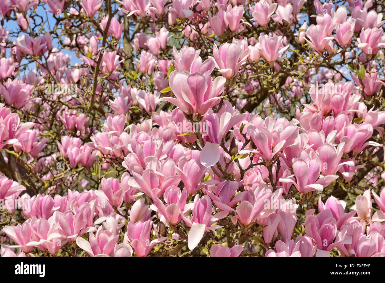 Sun beams blossom magnolia tree hi-res stock photography and images - Alamy