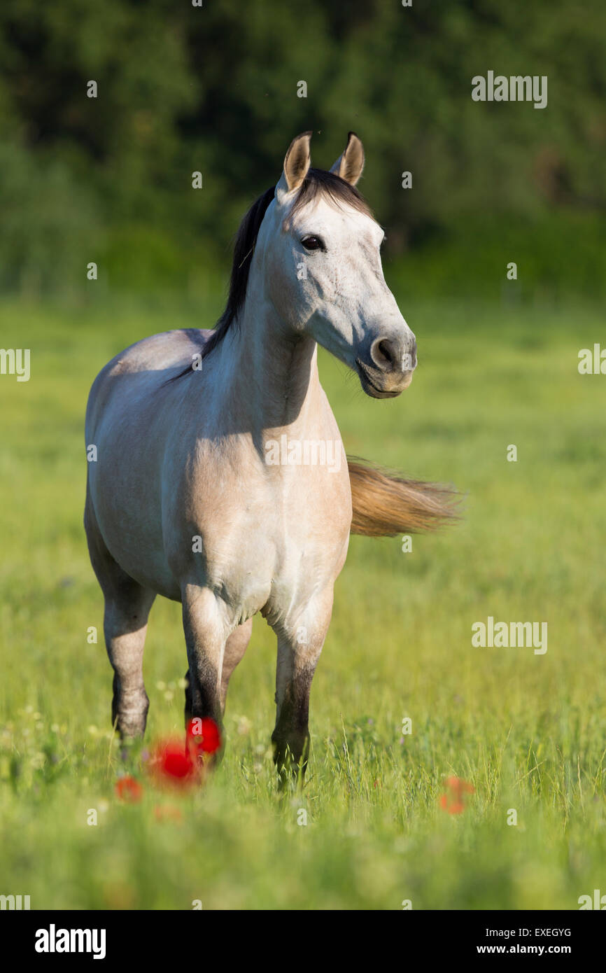 Spanish mare in flower meadow, Tyrol, Austria Stock Photo - Alamy