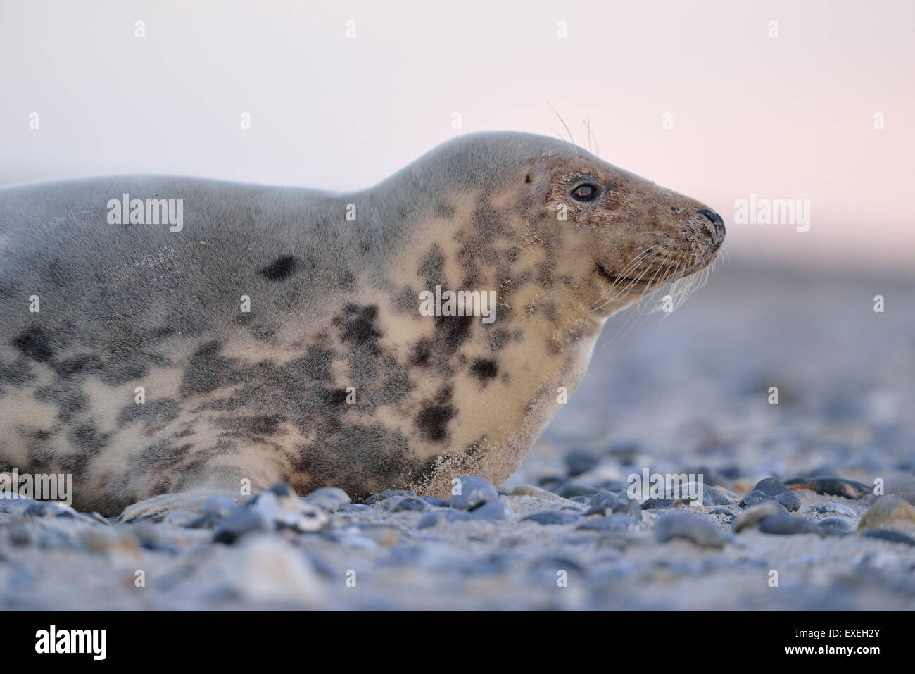 Female Grey Seal (Halichoerus grypus) on the beach of Heligoland ...