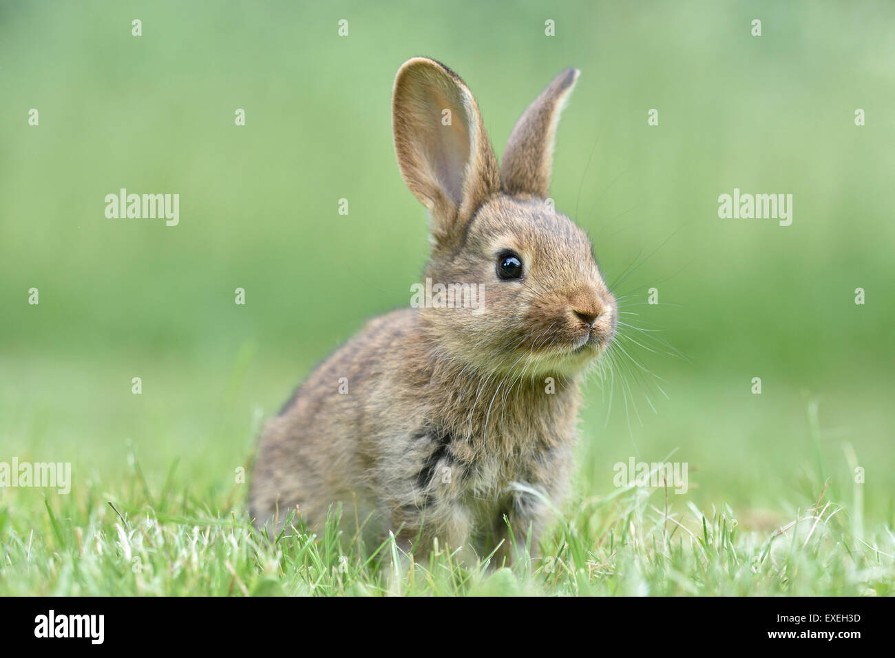 Breed of domestic rabbit hi-res stock photography and images - Alamy