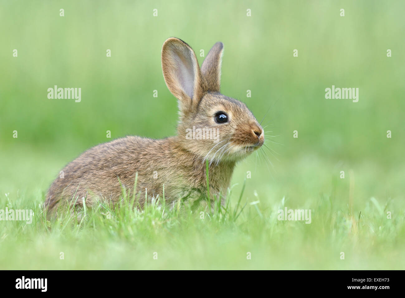 German giant rabbit hi-res stock photography and images - Alamy