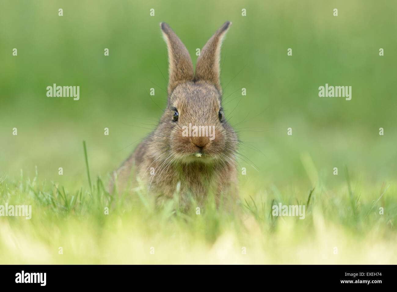 Rabbit, domestic, mixed breed with German Giant, in a meadow, Saxony ...