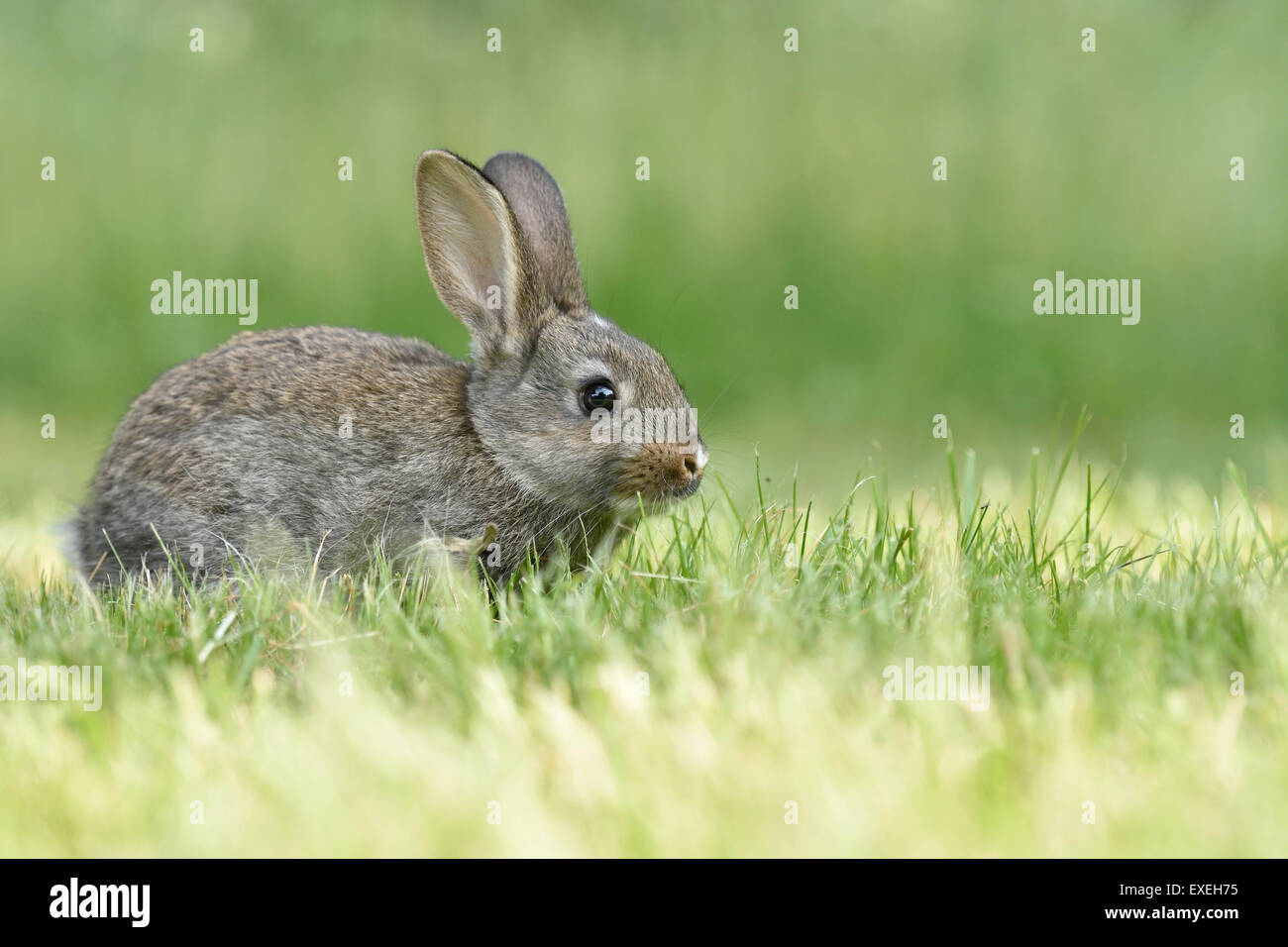 Rabbit breed hi-res stock photography and images - Alamy