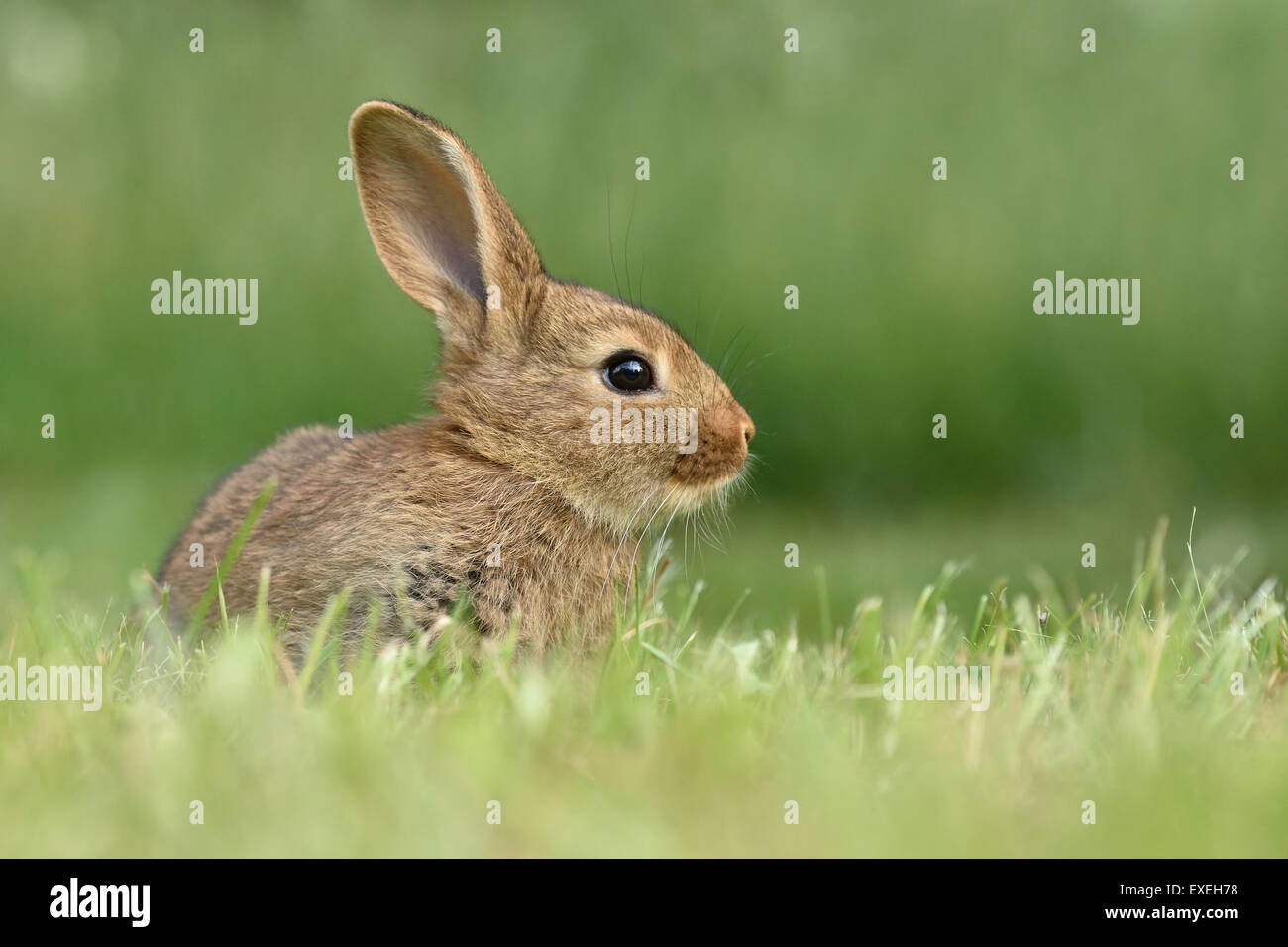 Rabbit, domestic, mixed breed with German Giant, in a meadow, Saxony ...