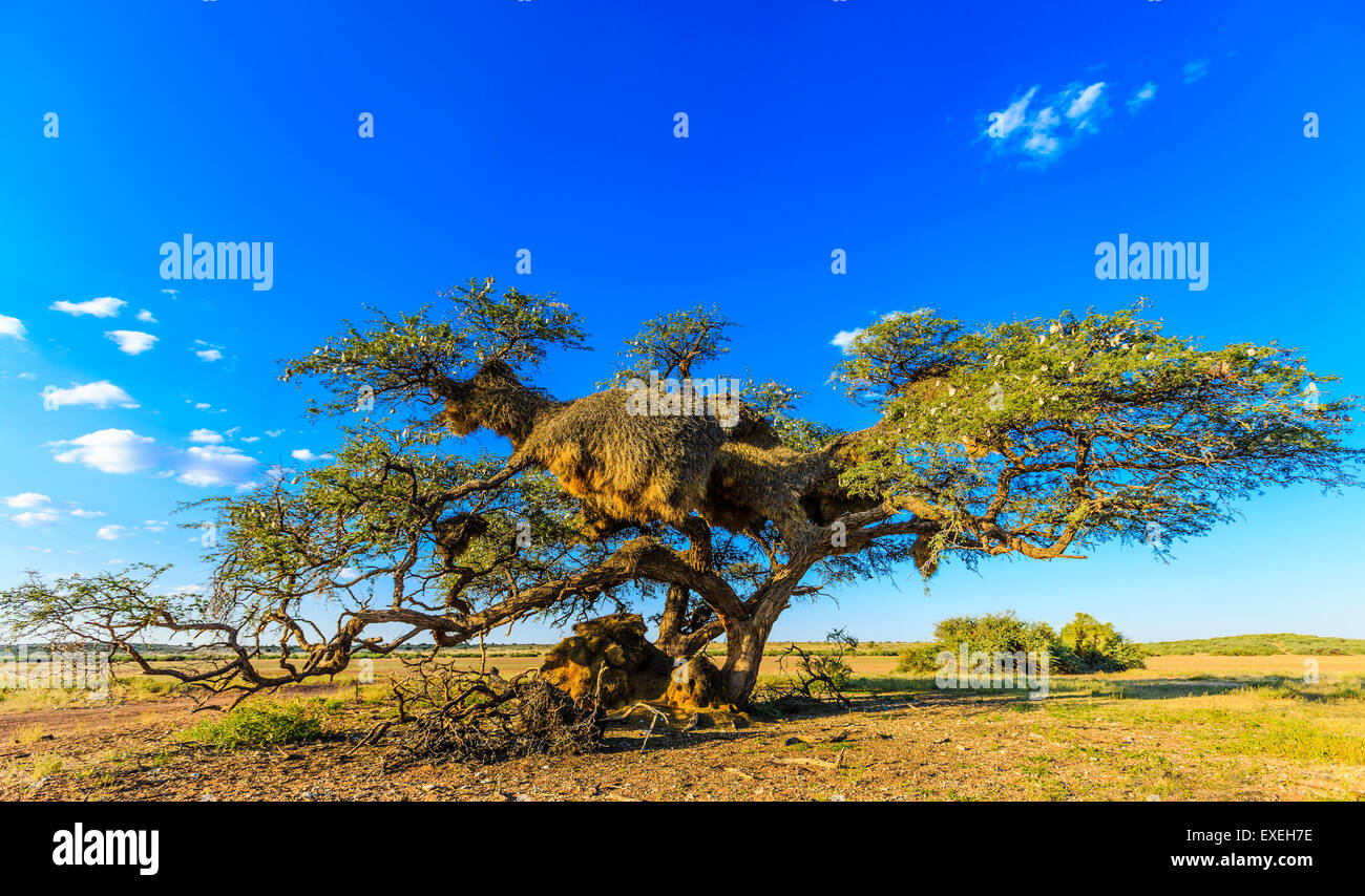 Camel thorn tree with nests of Sociable Weavers (Philetairus socius ...