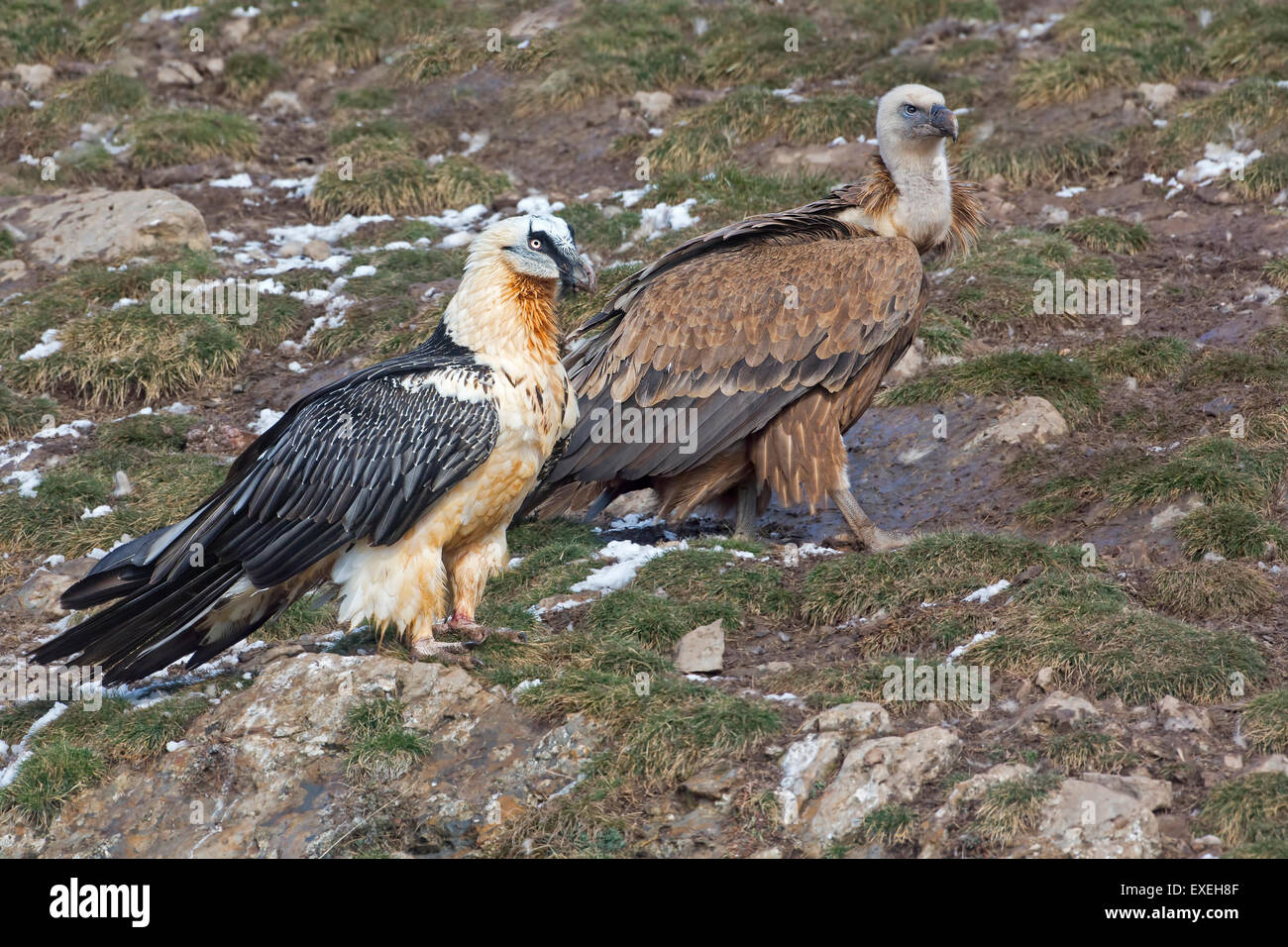 Bearded Vulture (Gypaetus barbatus), Griffon Vulture (Gyps fulvus ...