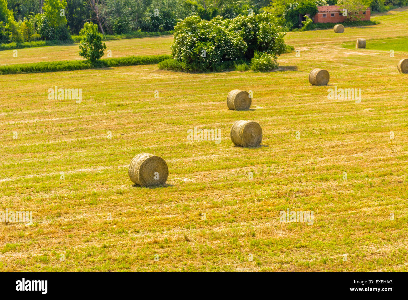 yellow round bales of hay spread in cultivated fields now mown in the ...