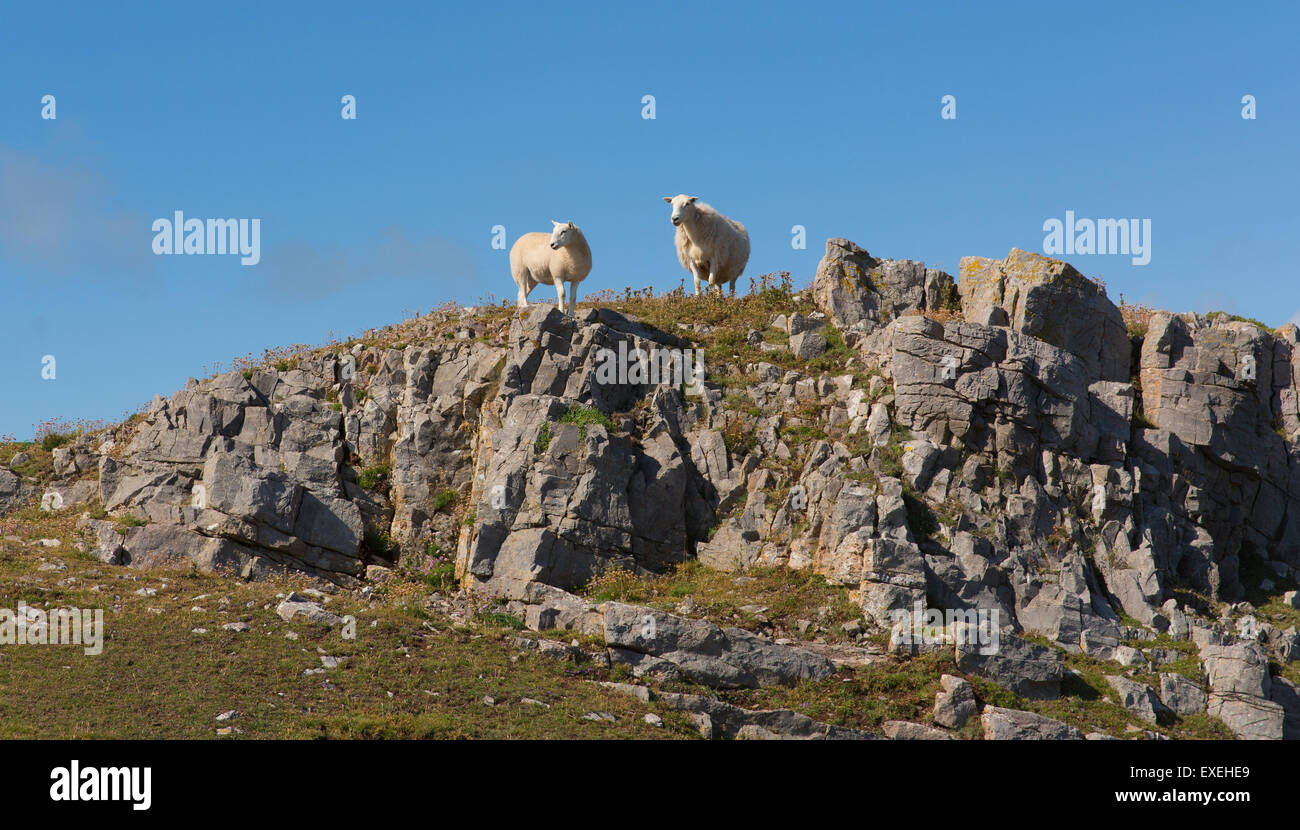 Two welsh sheep on the horizon on rocky hillside The Gower South Wales ...