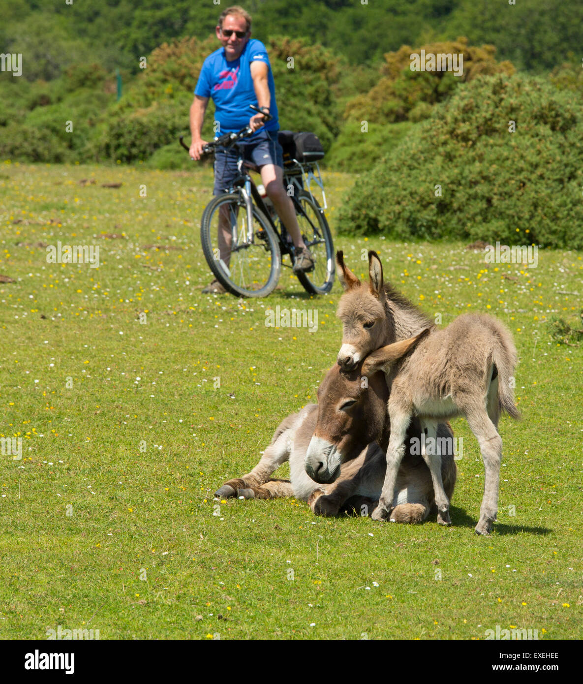 New Forest Hampshire England UK mother and baby donkey cuddling in the ...