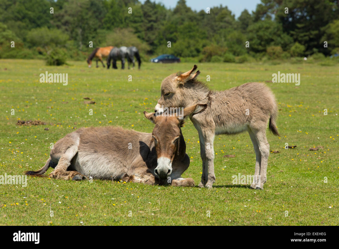 Baby donkey hi-res stock photography and images - Alamy