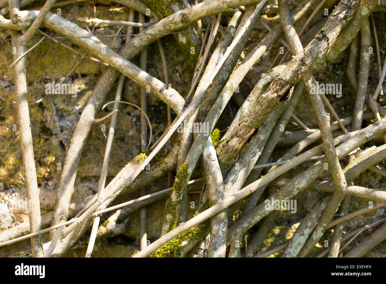 Dead plant roots background grunge texture Stock Photo - Alamy