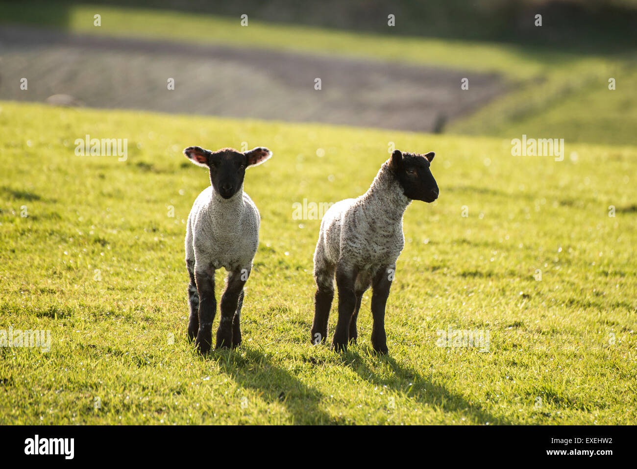 Beauitful landscape image of Spring lambs and sheep in fields during ...