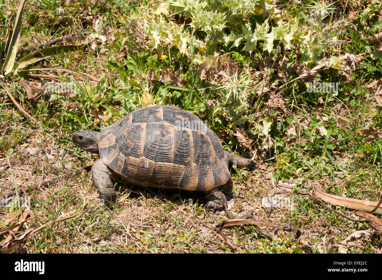 Spur-thighed Tortoises grow up to 30 cm length and live in grassy areas ...