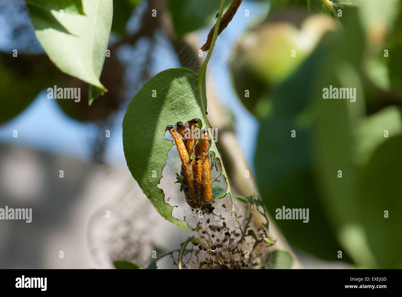 Slug sawfly hi-res stock photography and images - Alamy