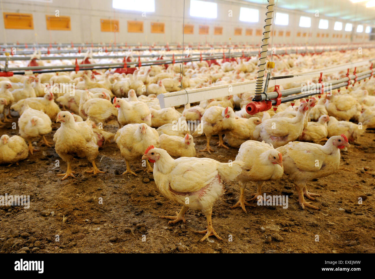 Meppen, Germany. 9th July, 2015. Around 4,000 chicken rest under a ...