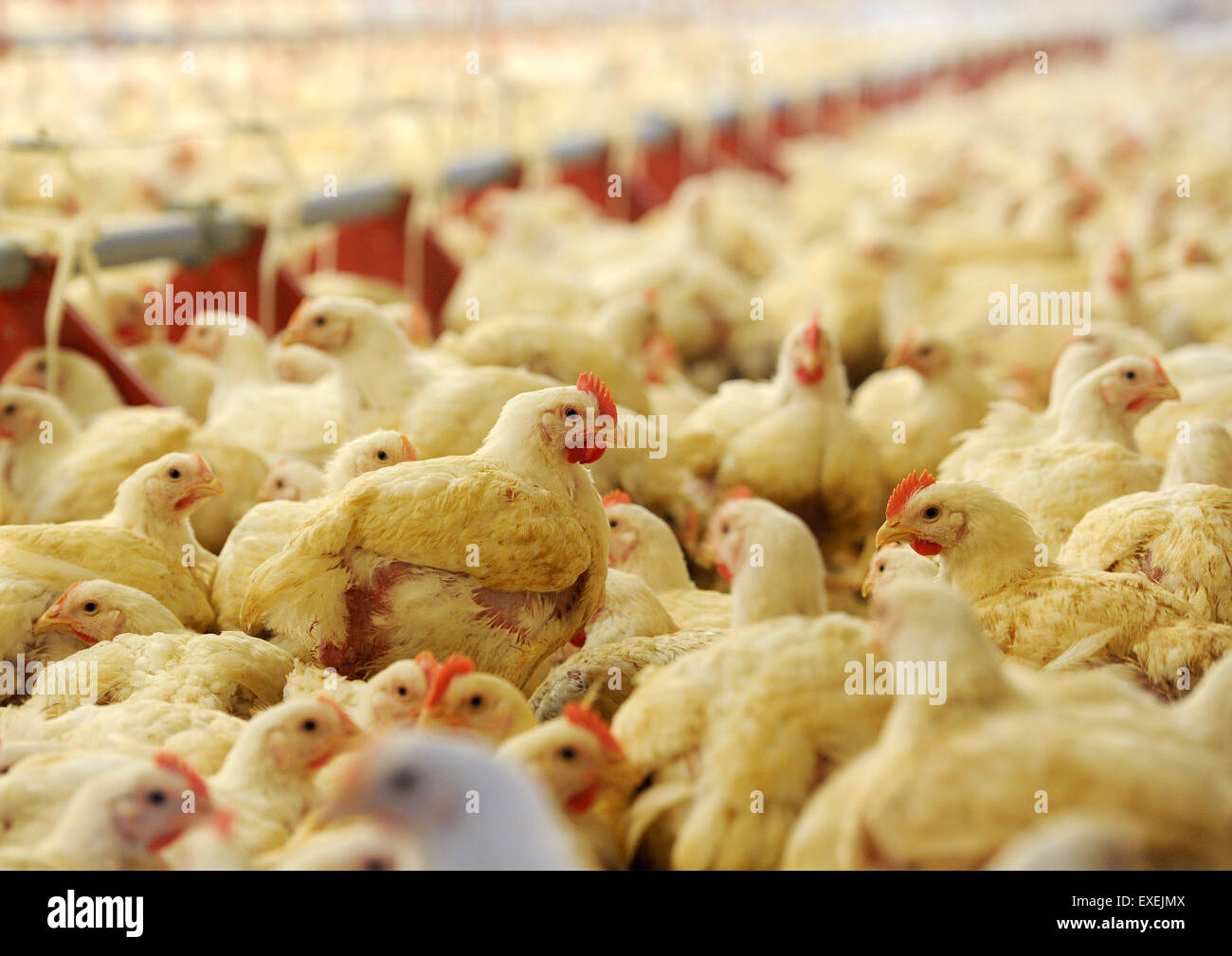 Meppen, Germany. 9th July, 2015. Around 4,000 chicken rest under a ...