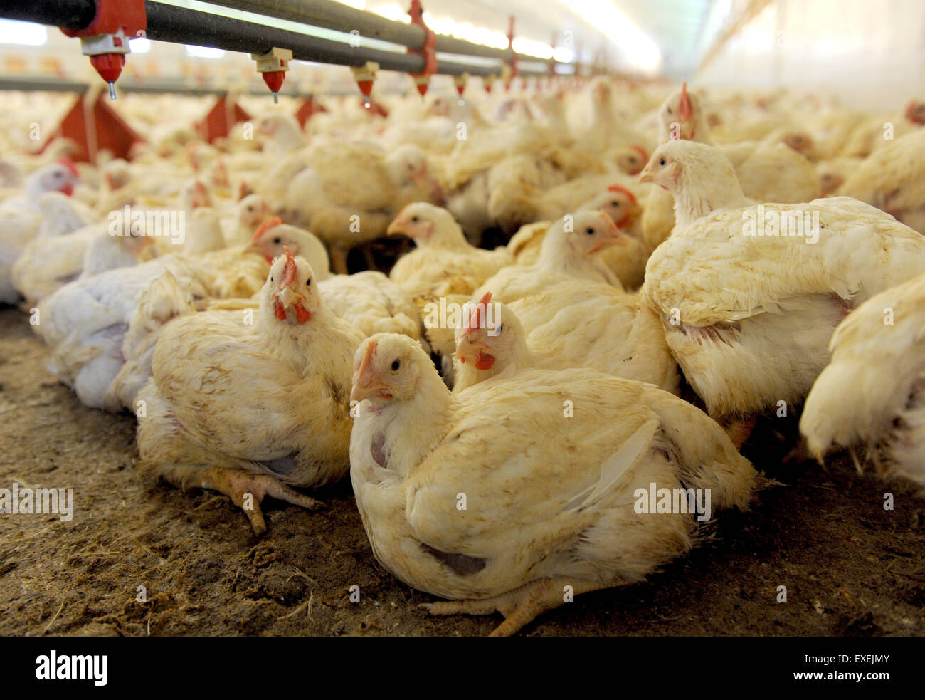Meppen, Germany. 9th July, 2015. Around 4,000 chicken rest under a ...