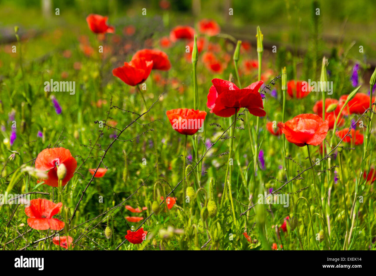 red poppy and wild flowers in the meadow Stock Photo - Alamy