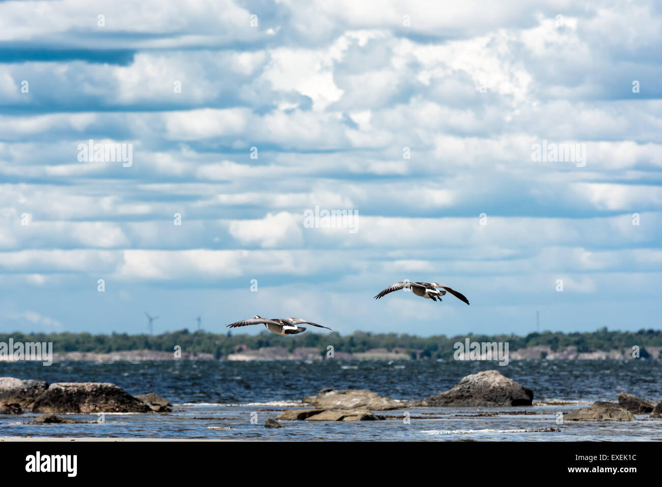 Common eider ducks flying hi-res stock photography and images - Alamy