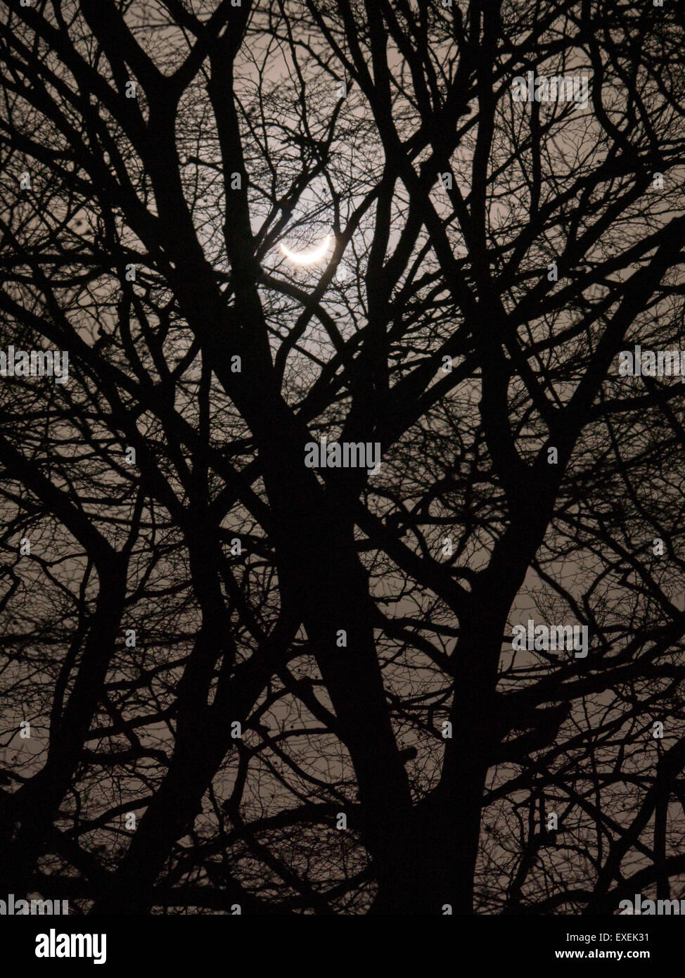 Partial solar eclipse through trees as seen from Oxford England on the ...