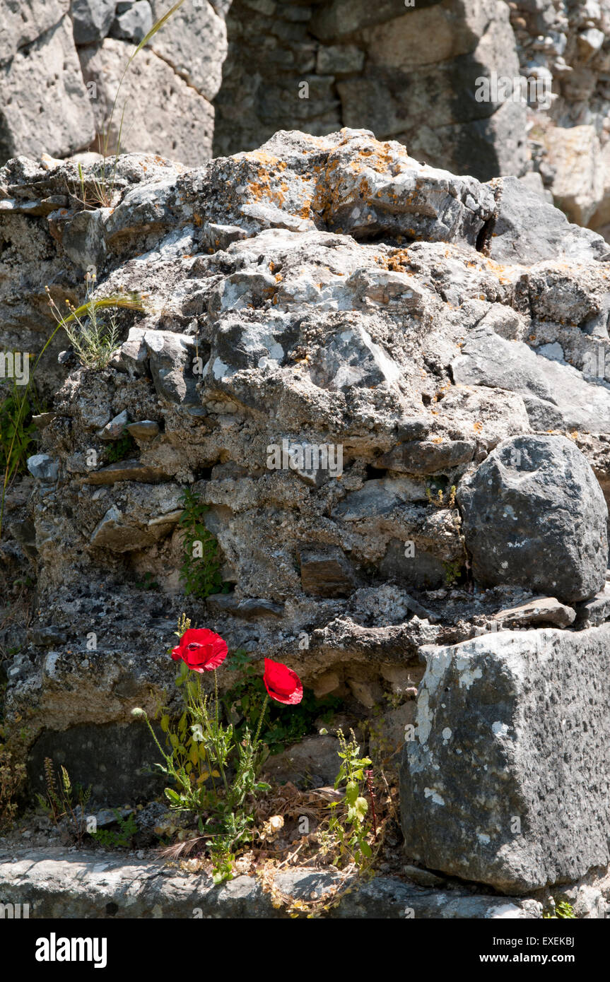 In spring common poppy is flowering in the ruins of Miletus, a Greek ...