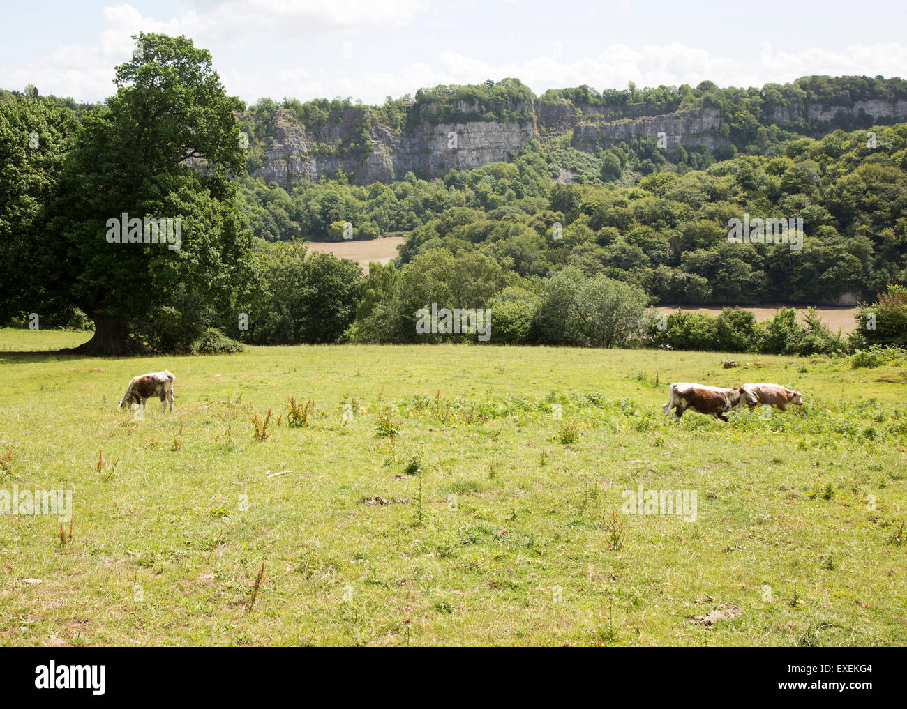 Incised meander and river cliff of the river wye hi-res stock ...