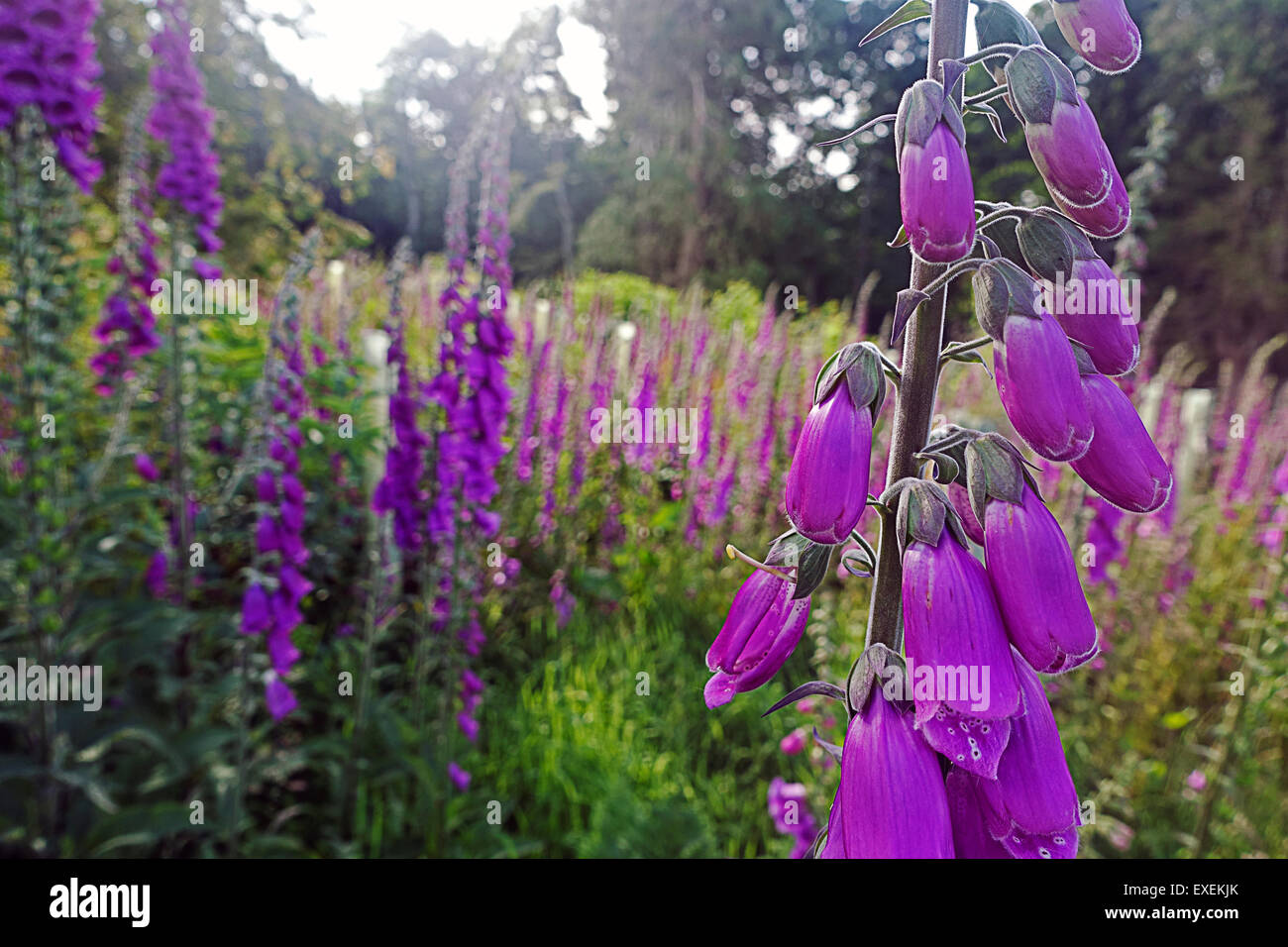 Open field species hi-res stock photography and images - Alamy