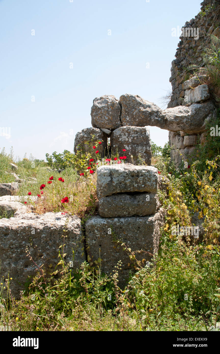 In spring common poppy is flowering in the ruins of Miletus, a Greek ...