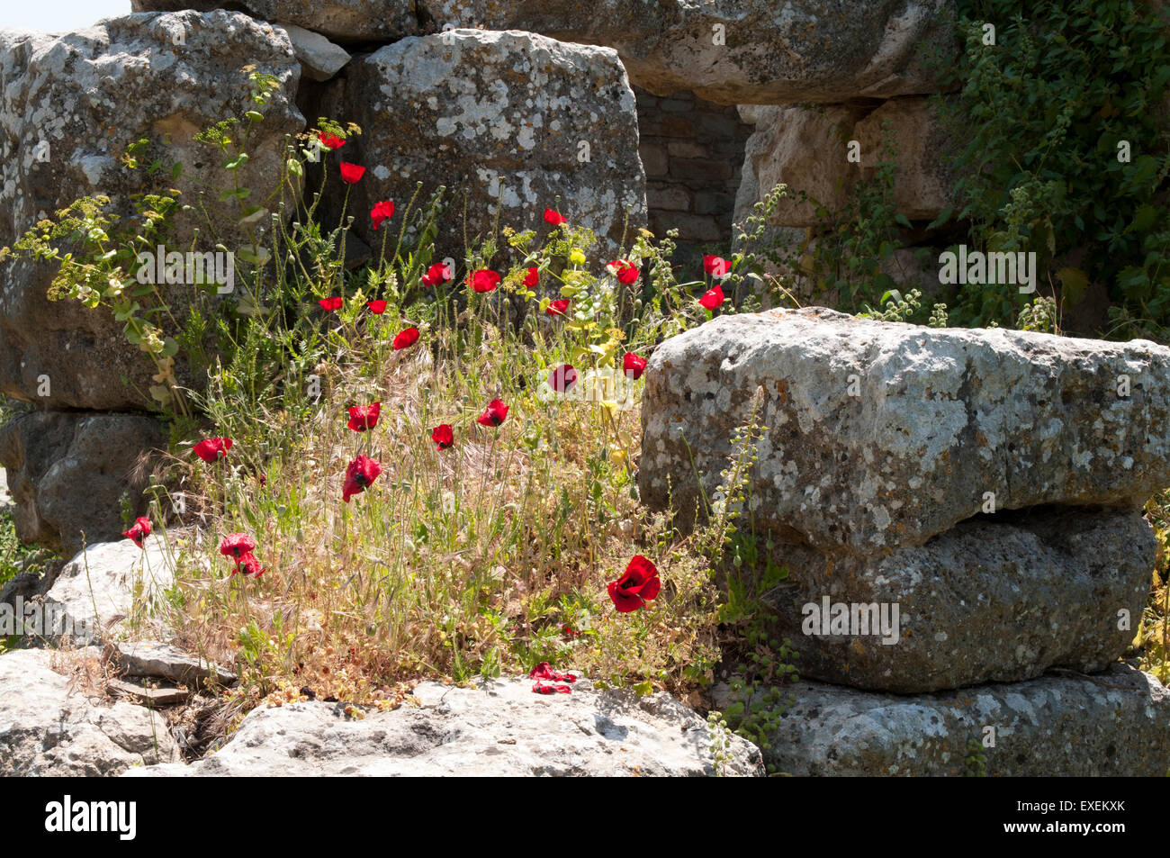 In spring common poppy is flowering in the ruins of Miletus, a Greek ...