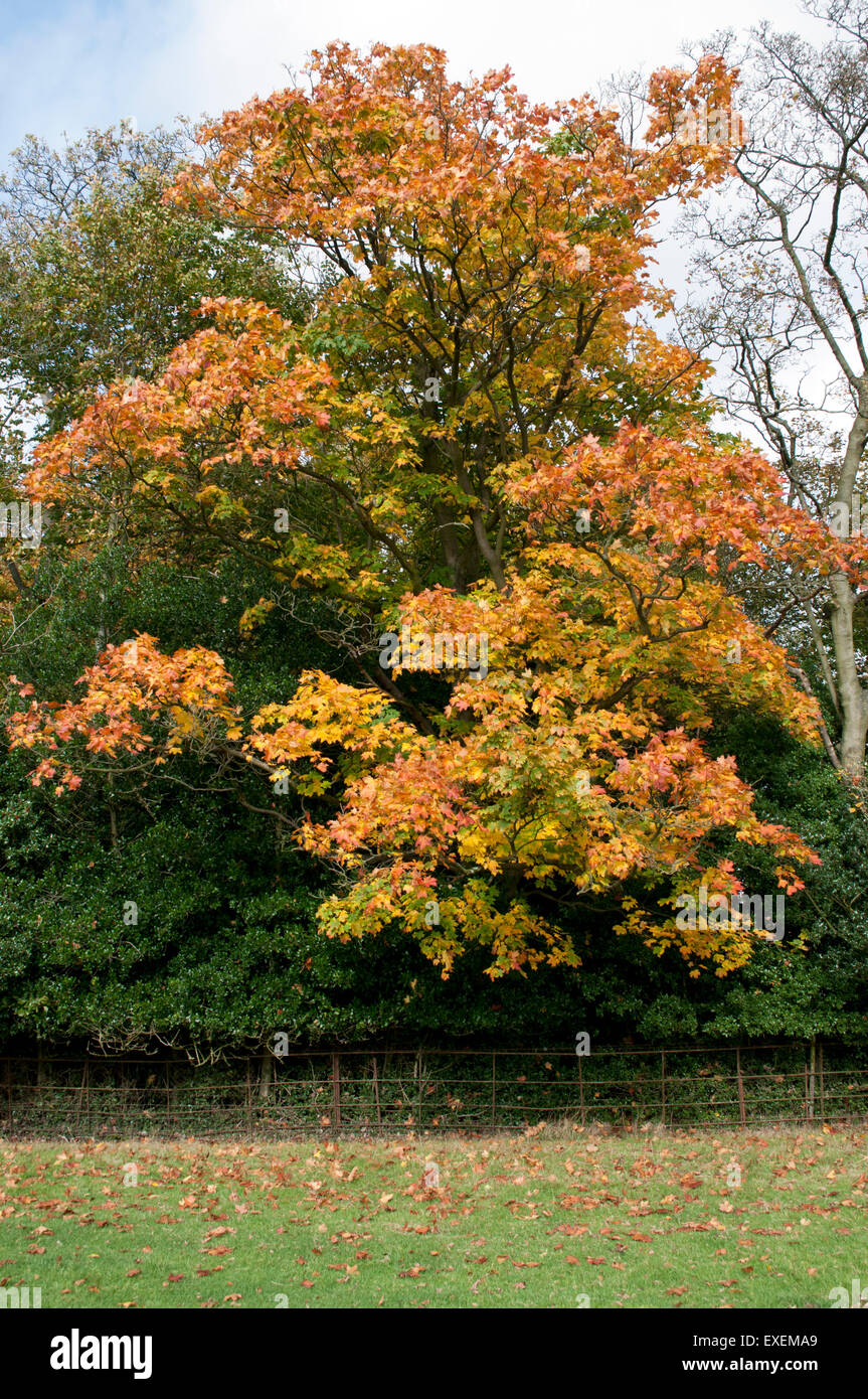 Autumn leaves acer campestre hi-res stock photography and images - Alamy