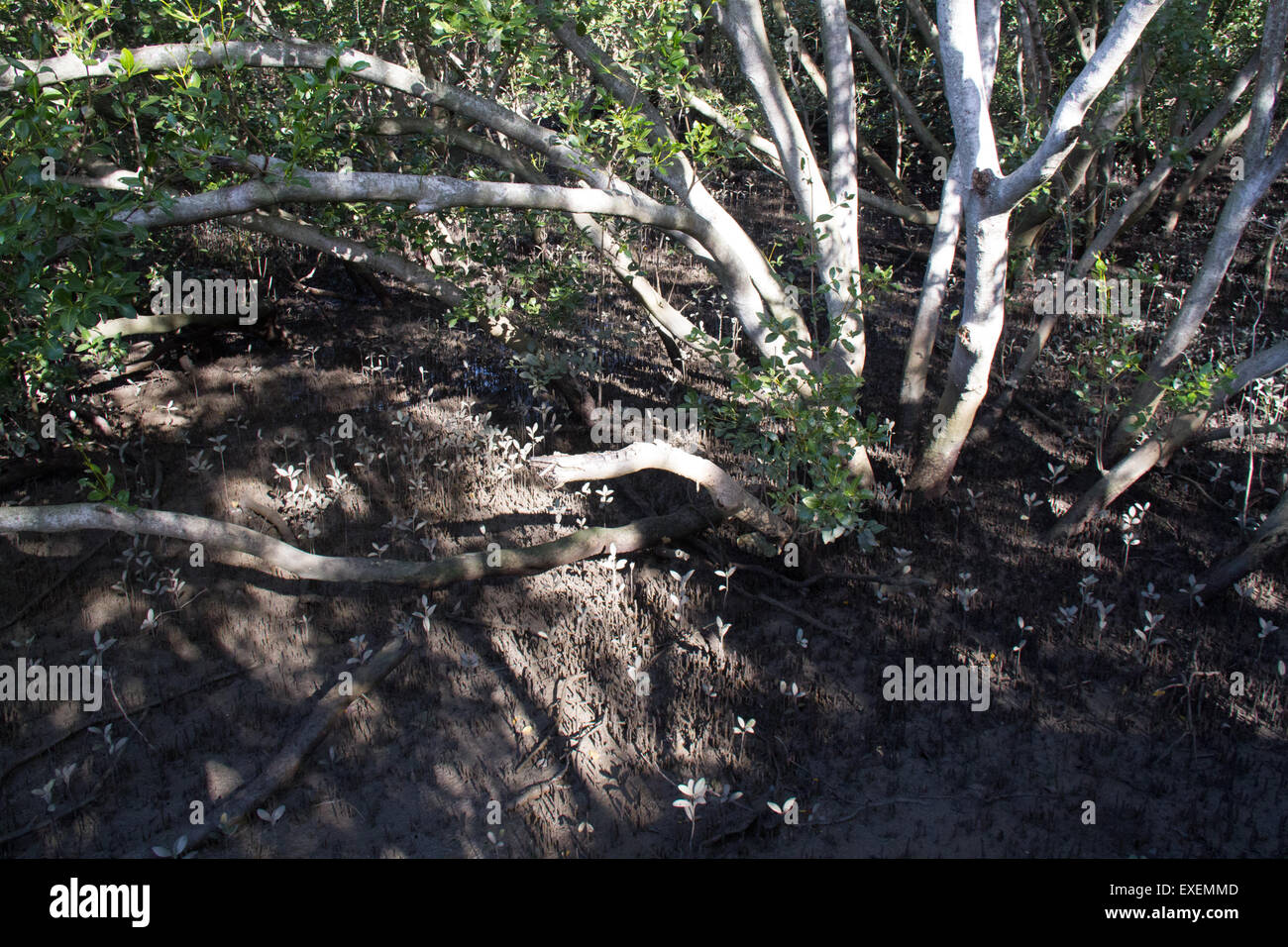 Mangroves at Ermington Bay on the Parramatta River in Western Sydney ...