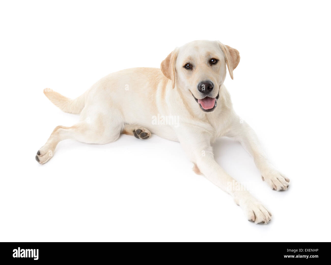 Portrait of a yellow labrador retriever dog cut out isolated on white ...