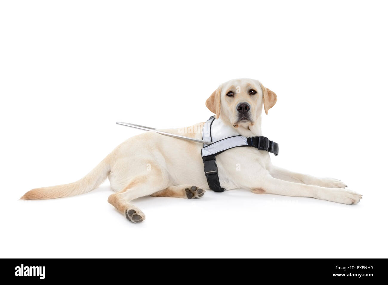 Dog helping blind hi-res stock photography and images - Alamy